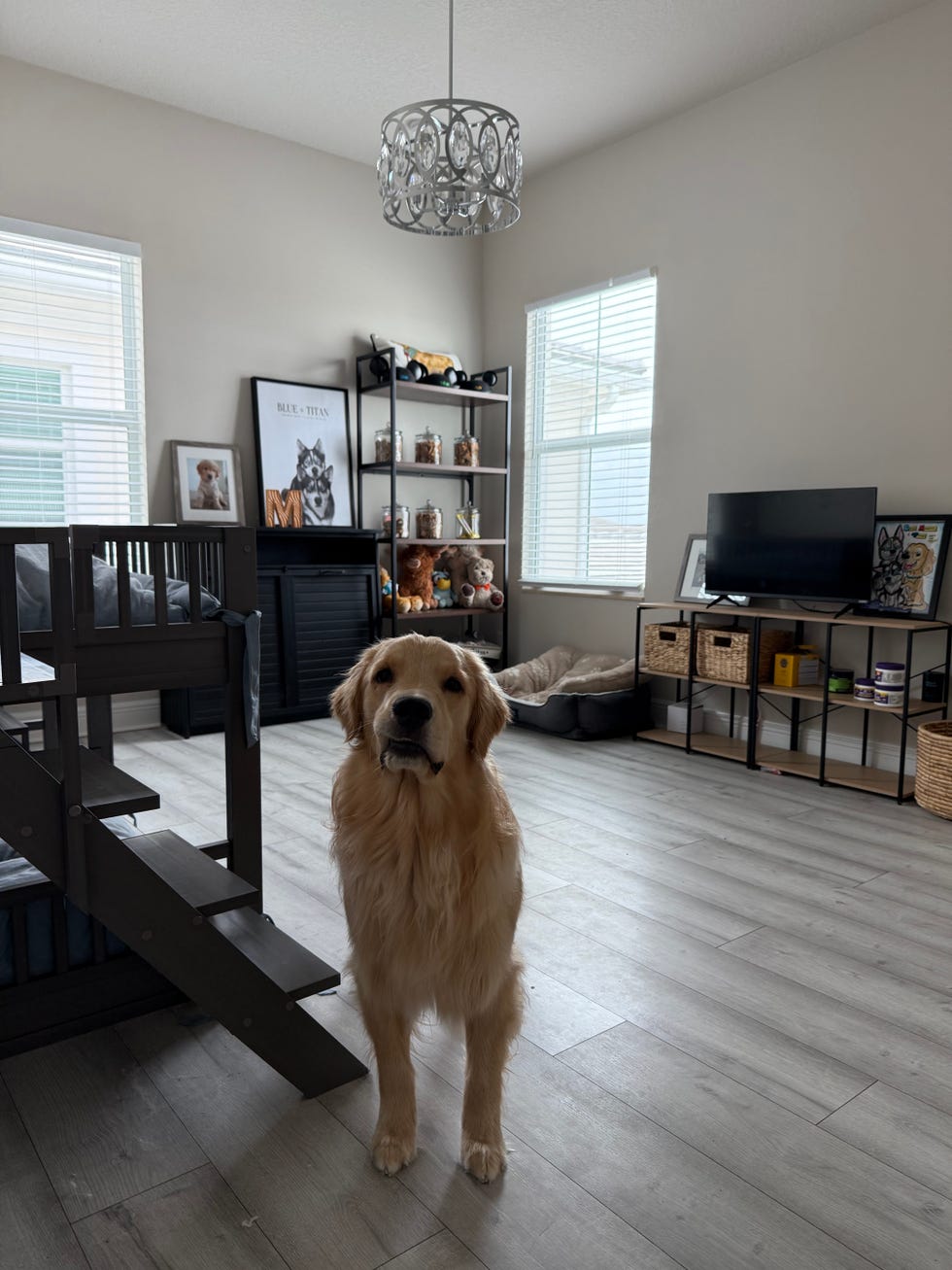 Είναι το δωμάτιο του σκύλου το νέο must-have; - My Place